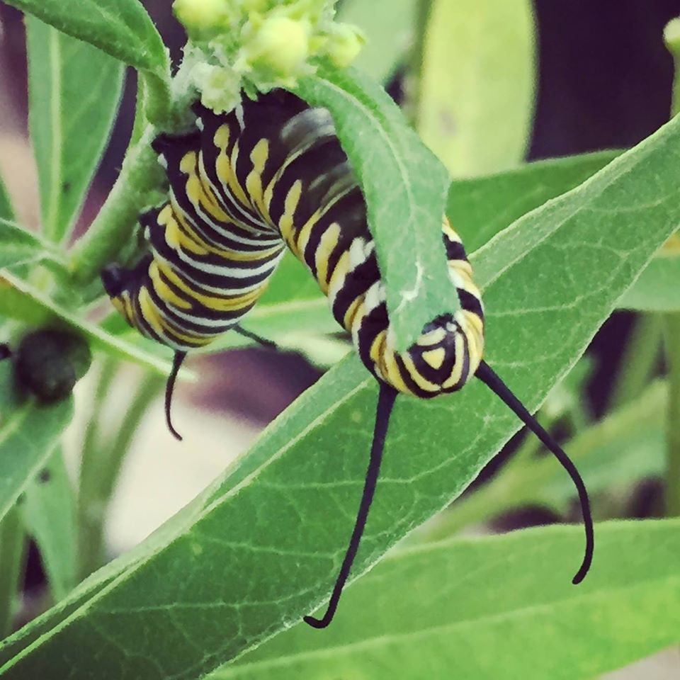 Host & Nectar Plants | All-A-Flutter