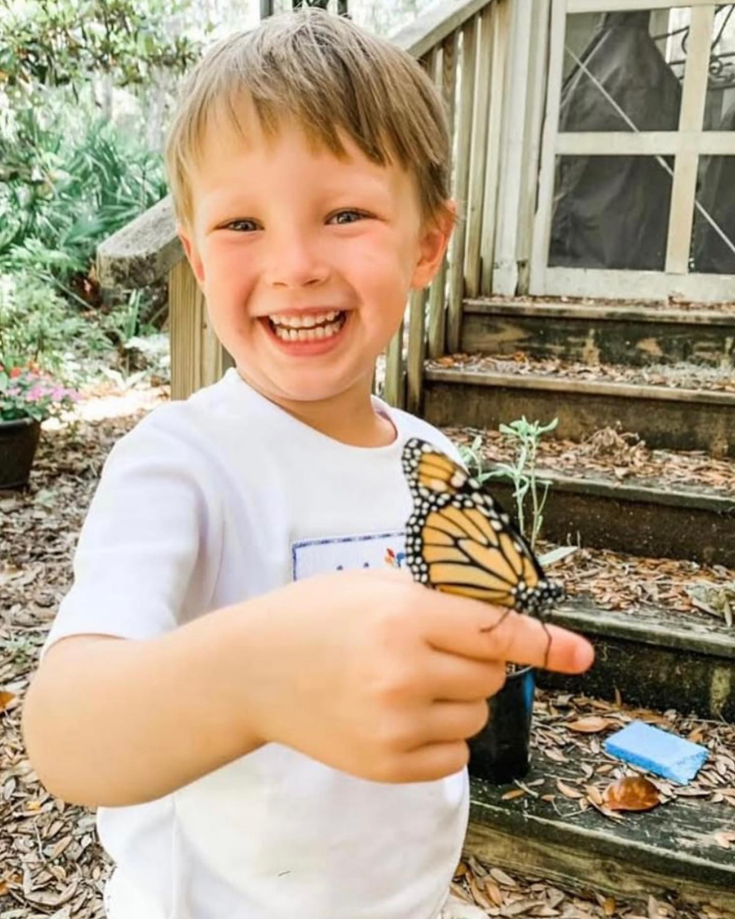 Caterpillar Castle Life Cycle Kit | All-A-Flutter