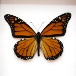 Products | All-A-Flutter