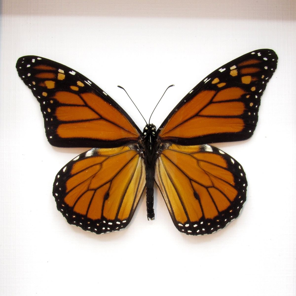 Products | All-A-Flutter