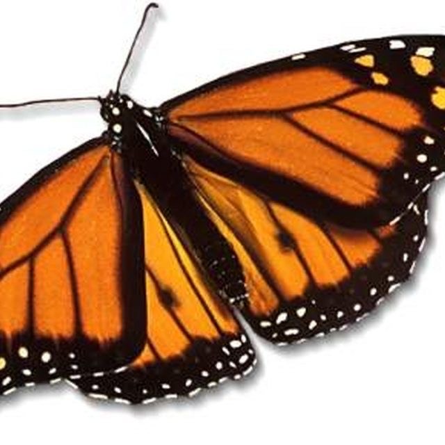 Deceased Monarch | All-A-Flutter