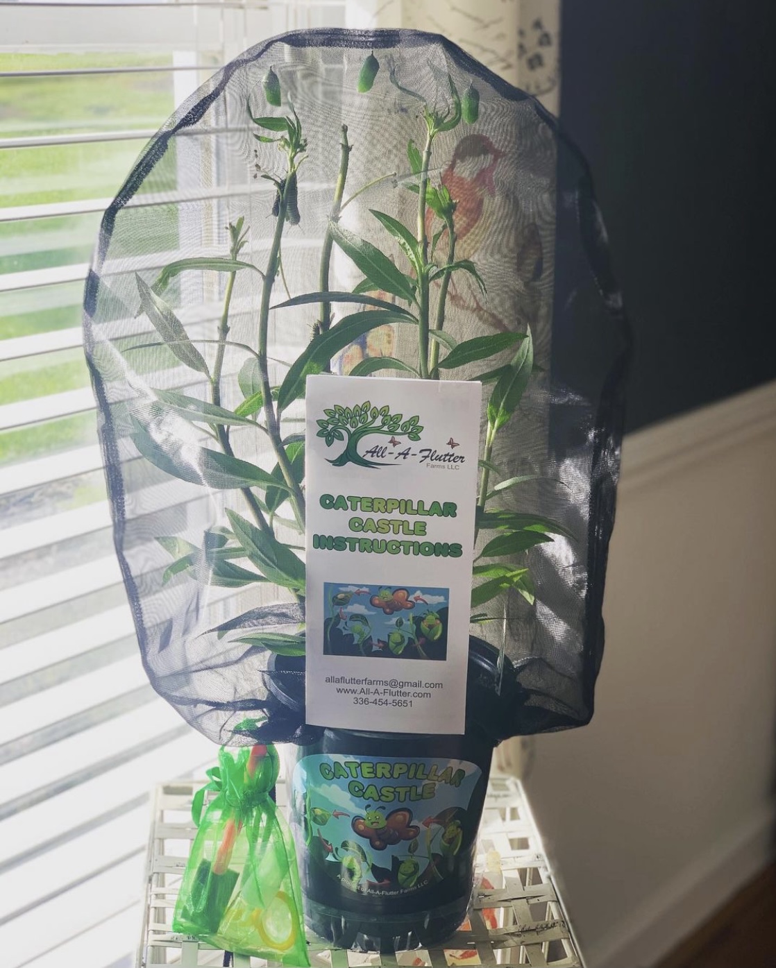 Caterpillar Castle Life Cycle Kit | All-A-Flutter